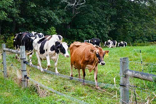 A Total Immersion Dairy Farm Apprenticeship at Wolfes Neck Center ...