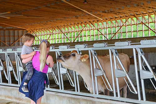 A Total Immersion Dairy Farm Apprenticeship at Wolfes Neck Center ...