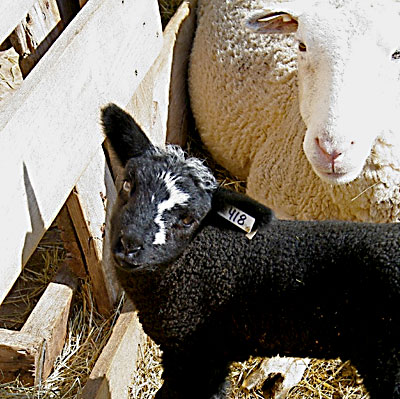 Noon Farm Where Conservation Art and Sheep All Flock Together - Maine ...