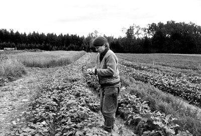 Wood Prairie Farm - Maine Organic Farmers and Gardeners