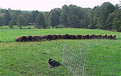 Noon Farm Where Conservation Art and Sheep All Flock Together - Maine ...