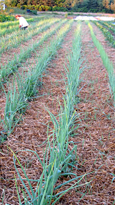 Ridge Tillage at Hackmatack Farm - Maine Organic Farmers and Gardeners