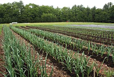 Ridge Tillage at Hackmatack Farm - Maine Organic Farmers and Gardeners