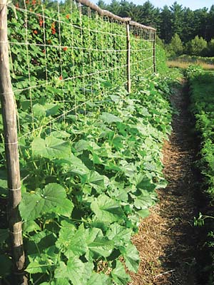 A Trellis Primer - Maine Organic Farmers and Gardeners