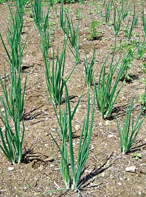 Cluster or Hill Planting - Maine Organic Farmers and Gardeners