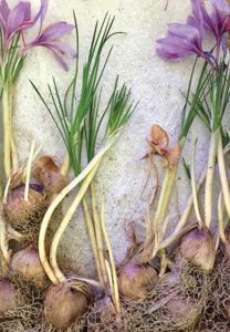 Saffron A Good Fit for New England - Maine Organic Farmers and Gardeners