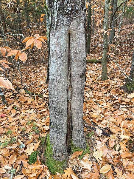 Cost of Carelessness in the Woodlot - Maine Organic Farmers and Gardeners