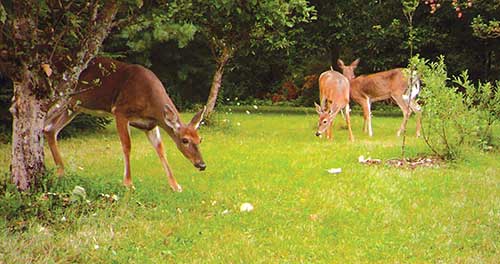 Animal Pests in the Garden - Maine Organic Farmers and Gardeners