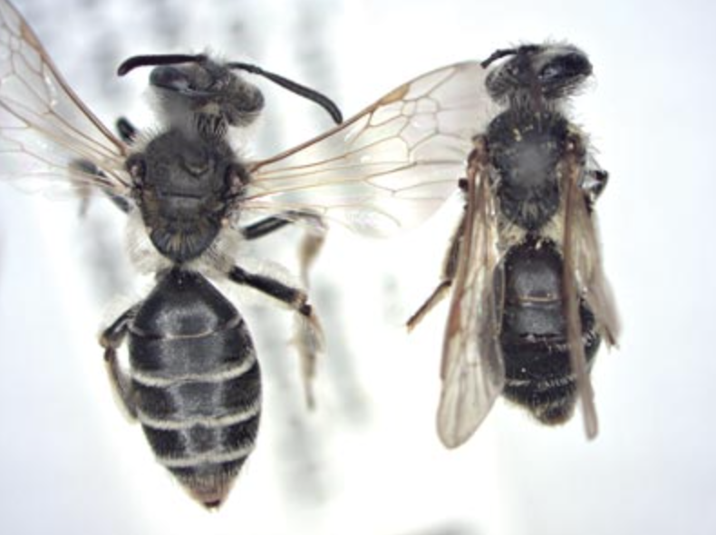 Ground nesting Bees - Maine Organic Farmers and Gardeners