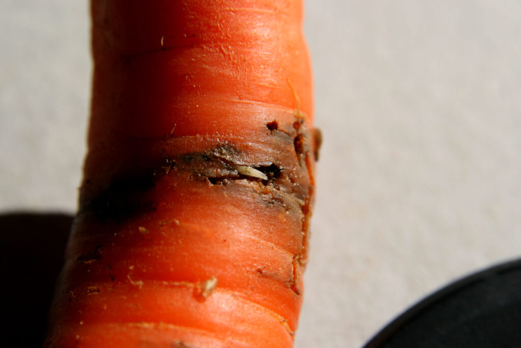 Carrot Rust Fly - Maine Organic Farmers and Gardeners
