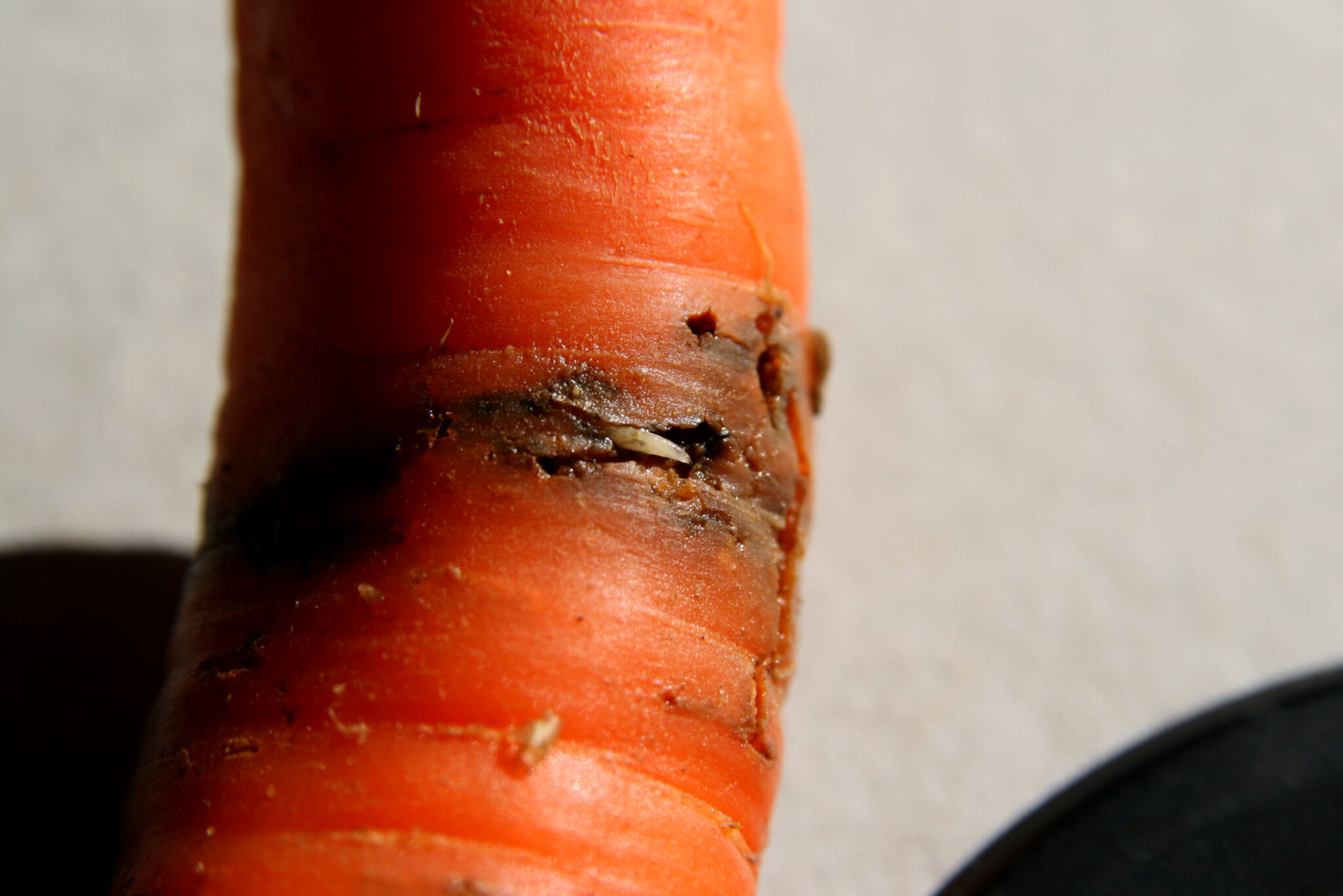 Carrot Rust Fly - Maine Organic Farmers and Gardeners