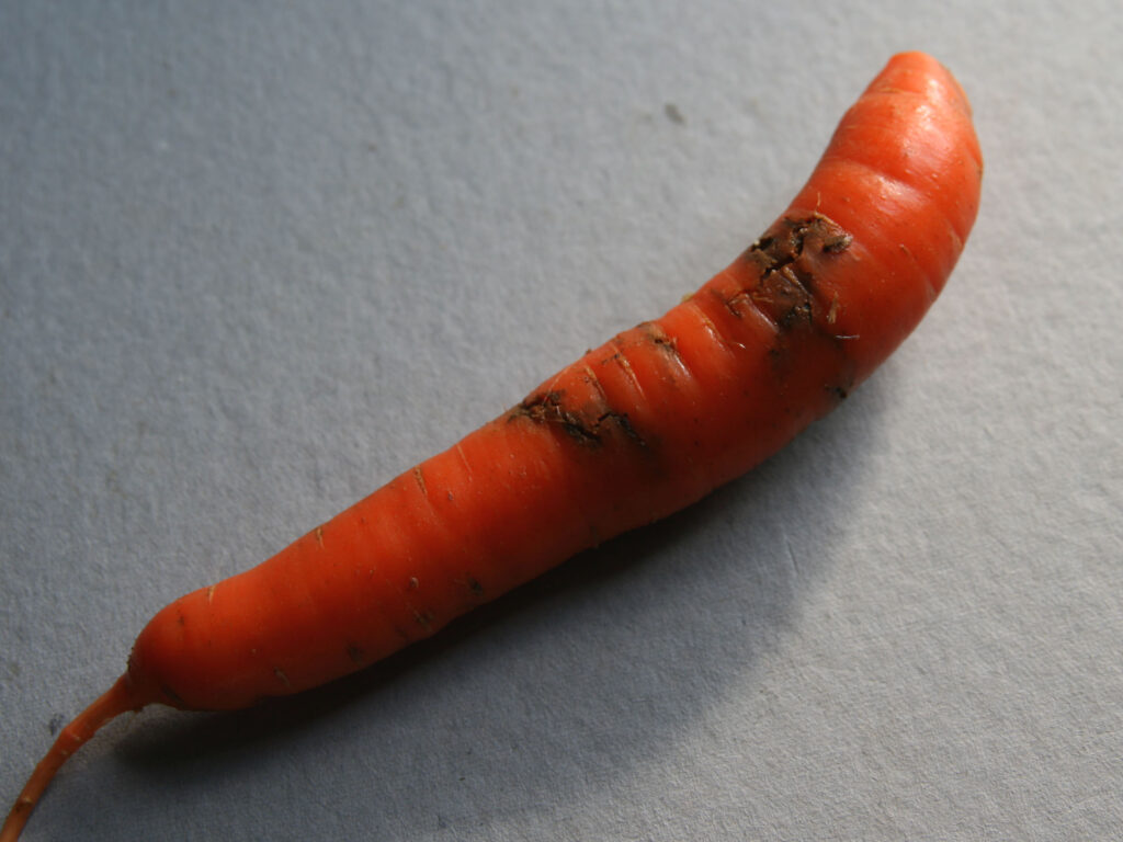 Carrot Rust Fly - Maine Organic Farmers and Gardeners