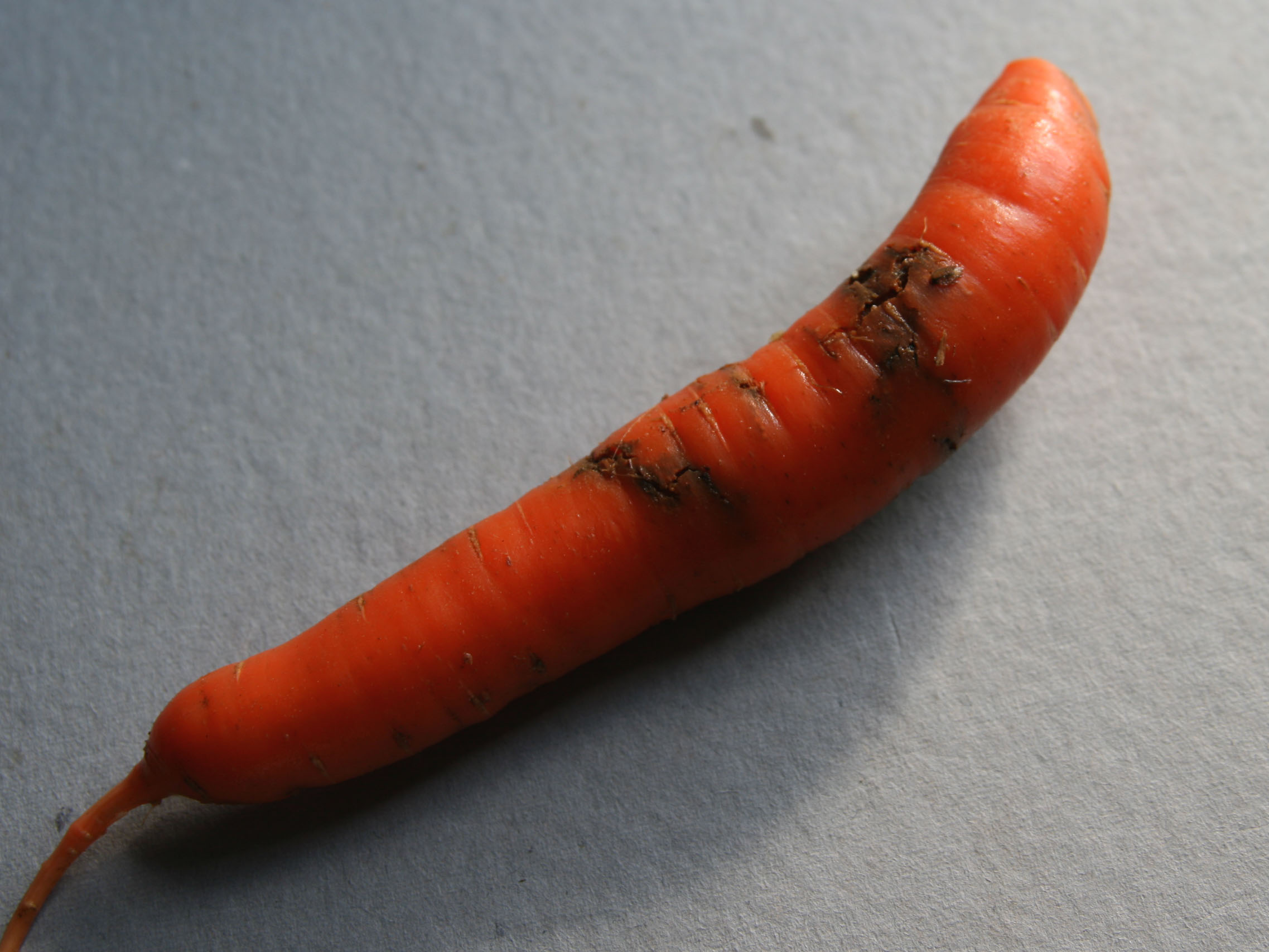 Carrot Rust Fly - Maine Organic Farmers and Gardeners