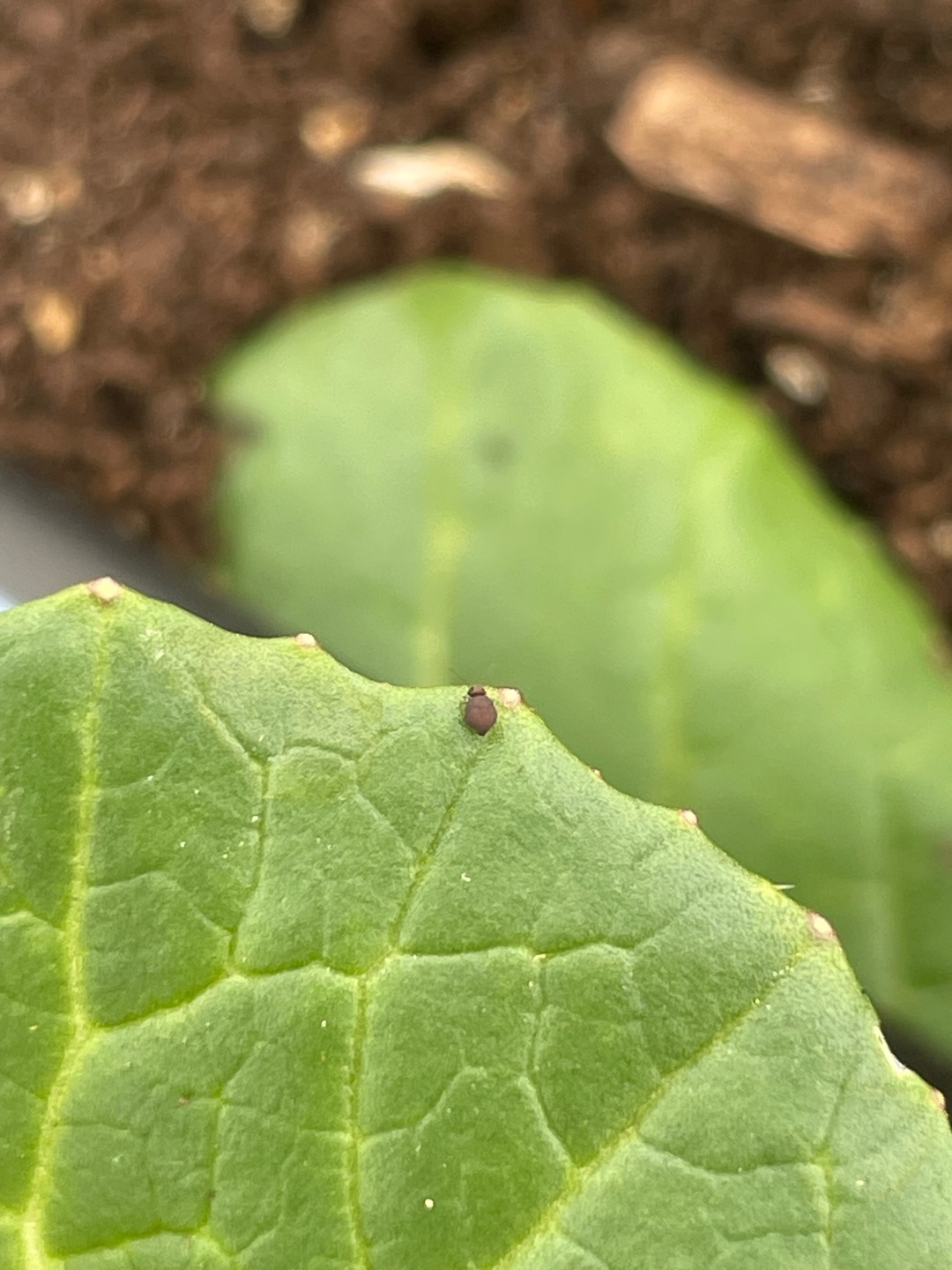 Garden Springtails - Maine Organic Farmers and Gardeners