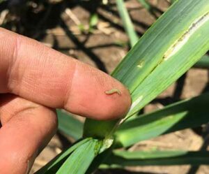 Leek Moth - Maine Organic Farmers and Gardeners