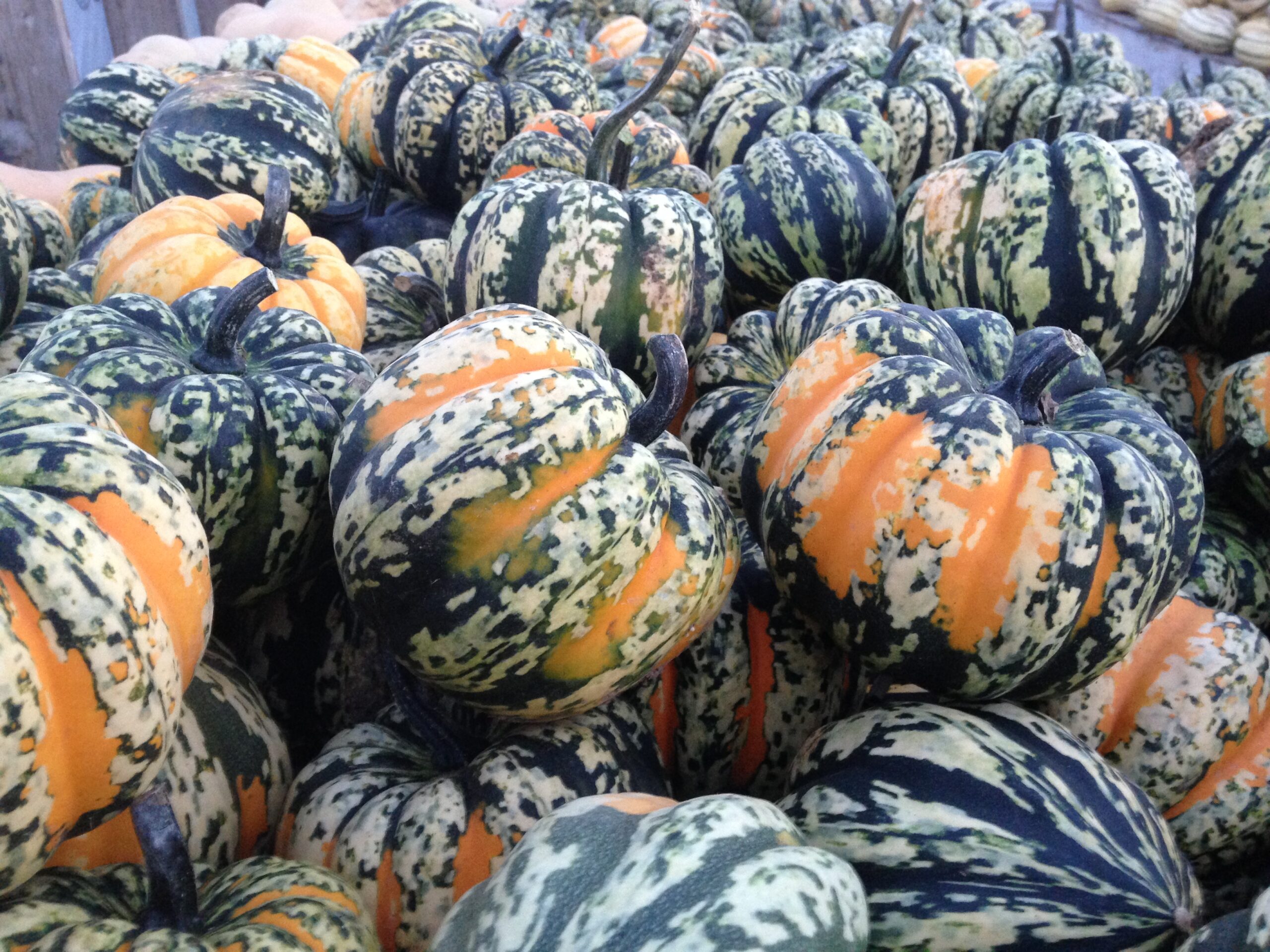 Harvesting Winter Squash for Peak Flavor and Optimal Storage Life ...