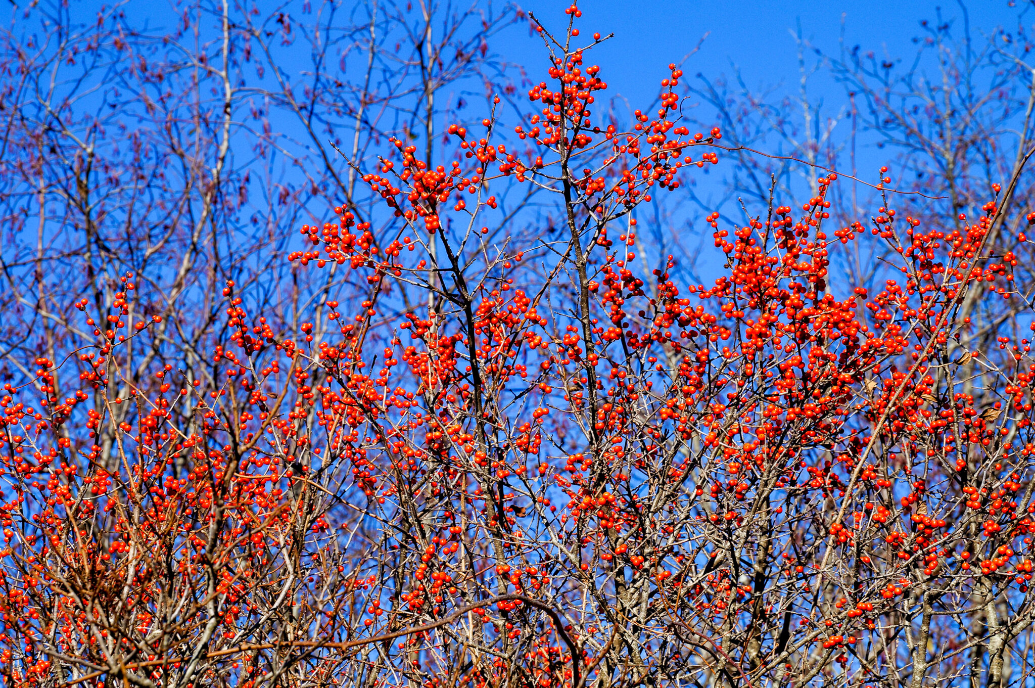 Native Hedgerows: Low-Maintenance Woody Plantings for Climate ...