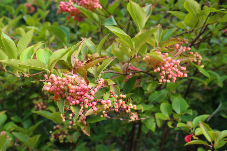 Native Hedgerows: Low-Maintenance Woody Plantings for Climate ...