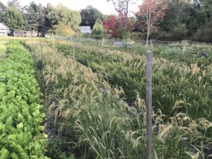 The Maine Rice Project: Insight and Developments - Maine Organic ...