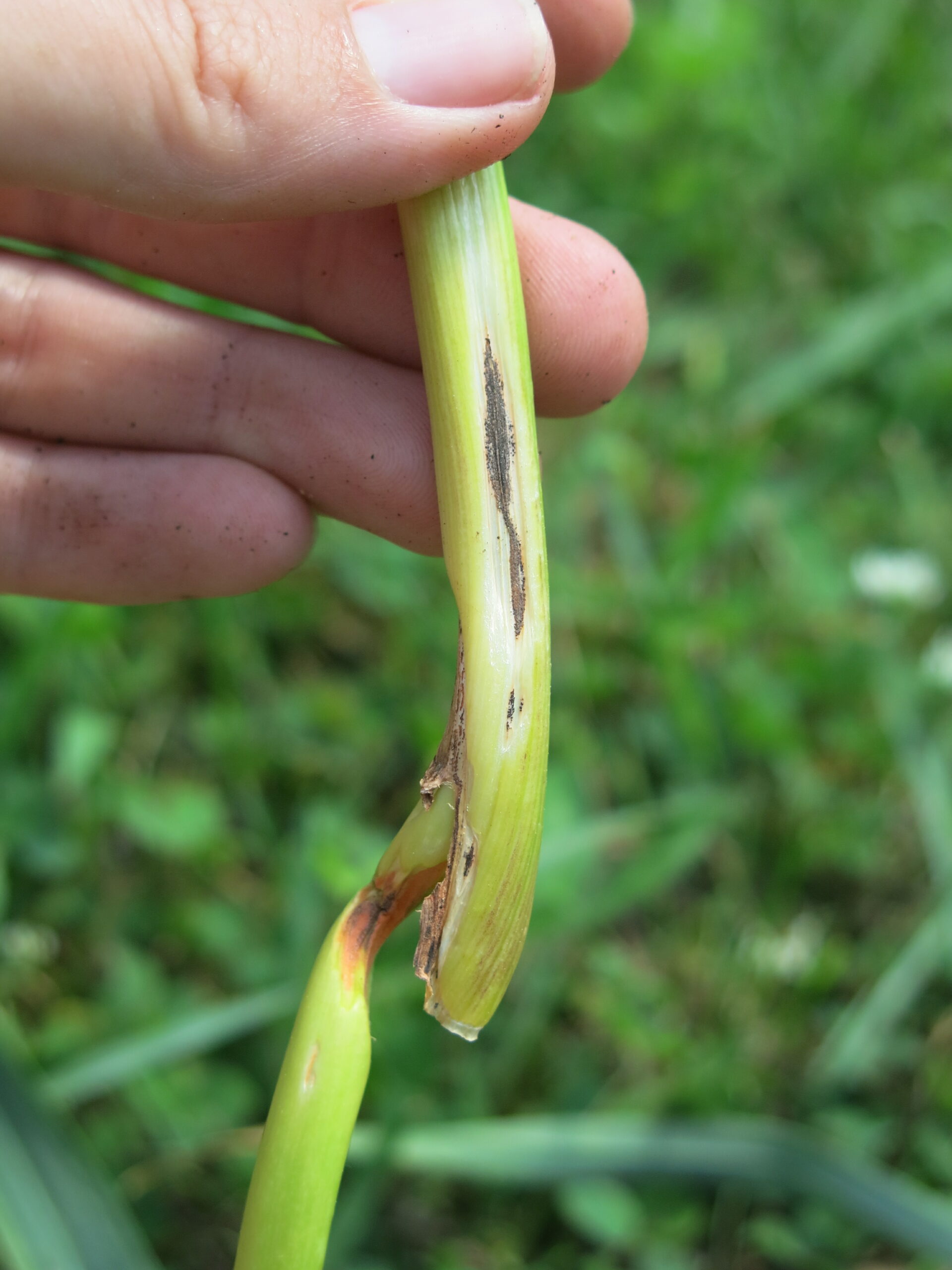 Garlic Anthracnose - Maine Organic Farmers and Gardeners