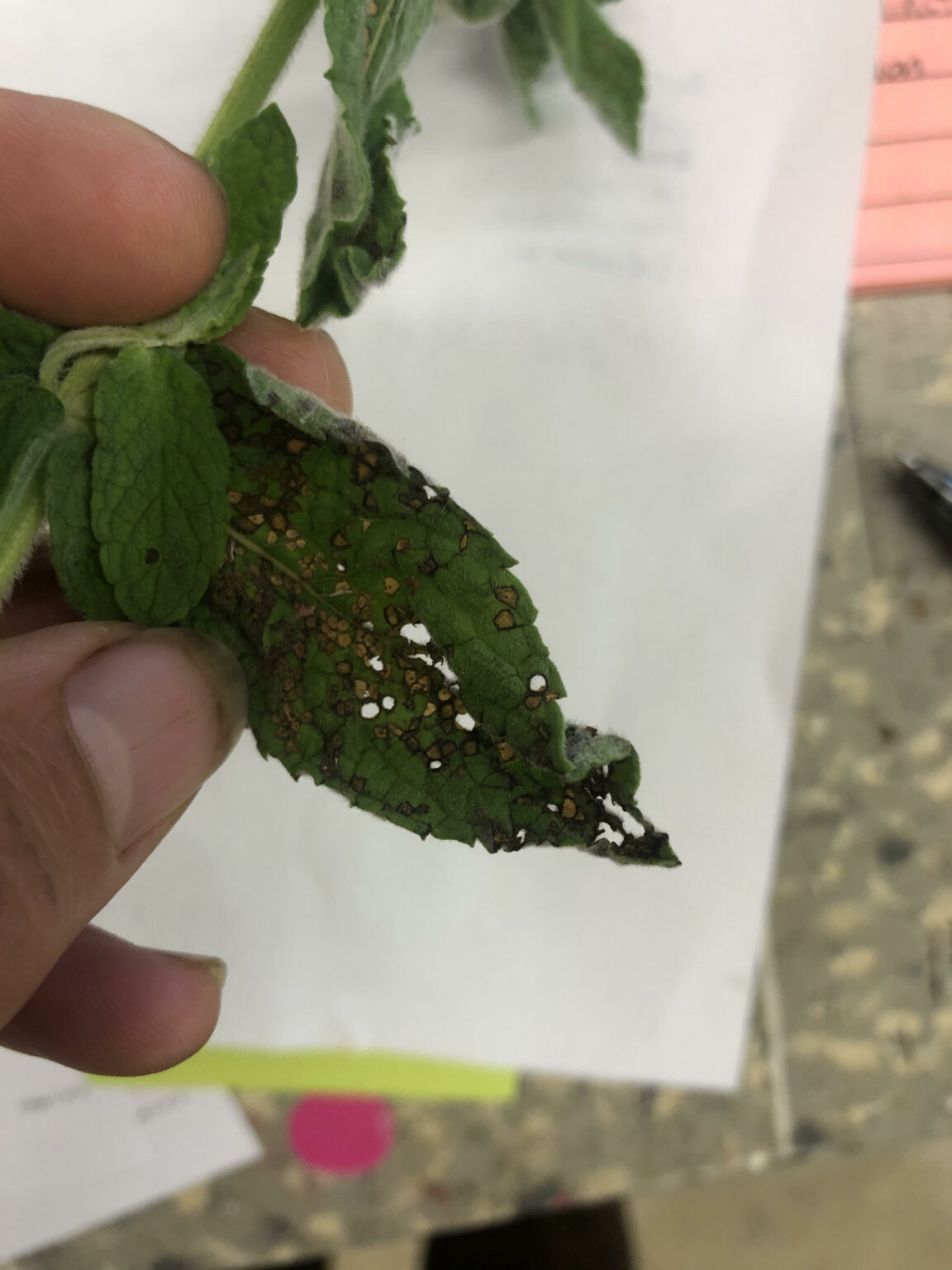 Tarnished Plant Bug and Four-Lined Plant Bug - Maine Organic Farmers ...