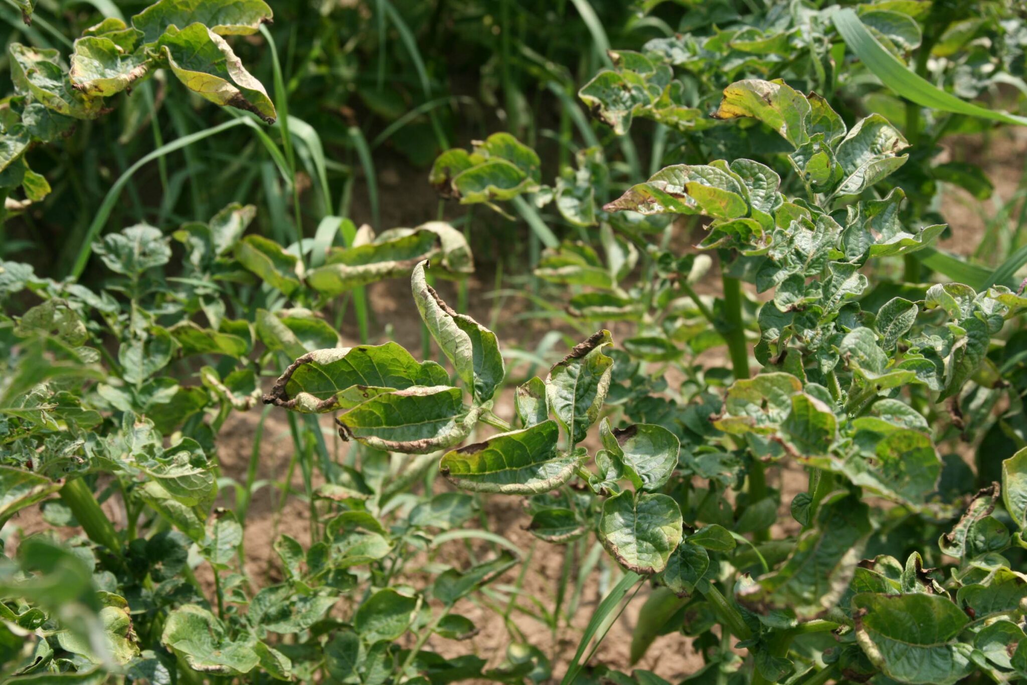 Tarnished Plant Bug and Four-Lined Plant Bug - Maine Organic Farmers ...