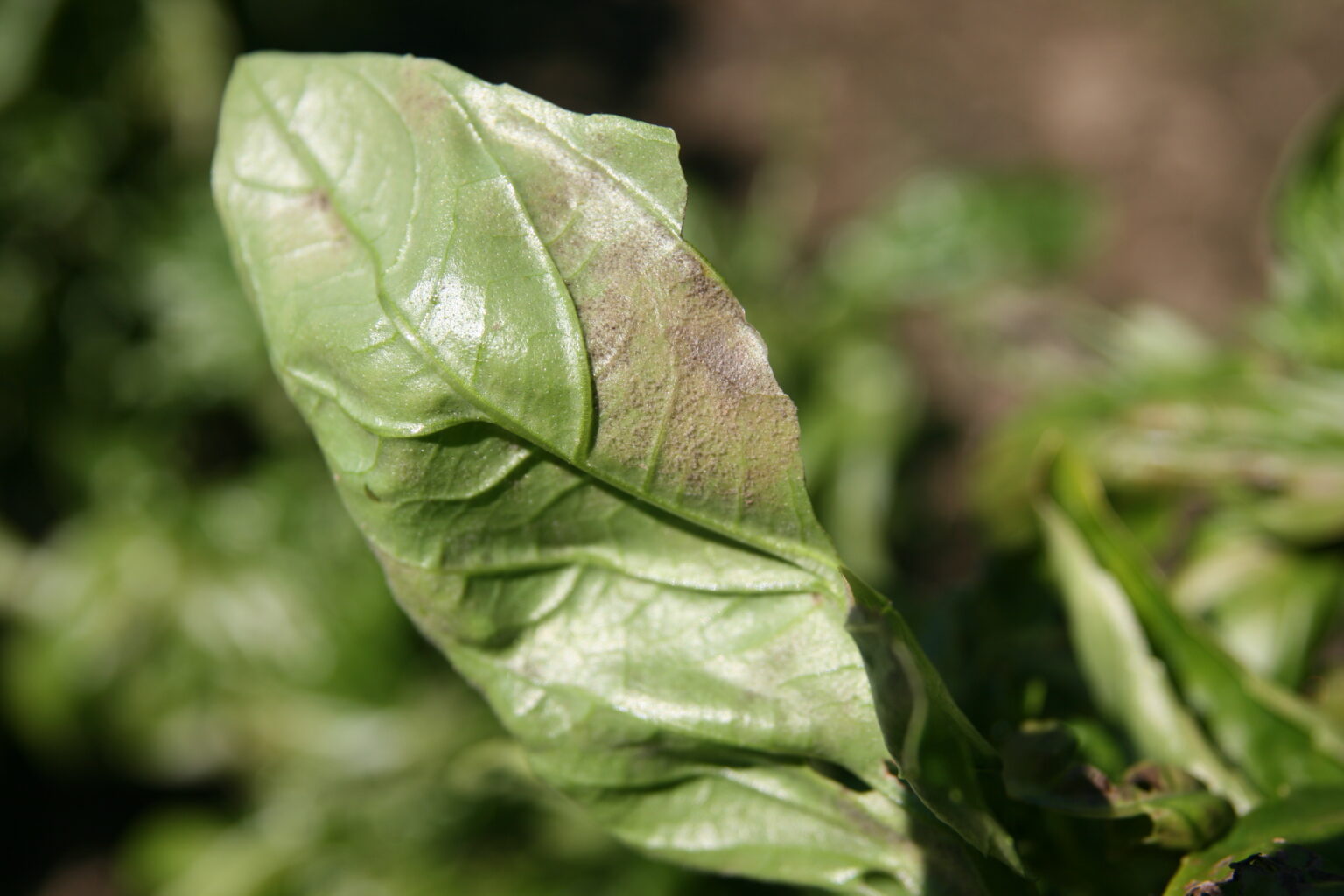 Basil Downy Mildew - Maine Organic Farmers and Gardeners