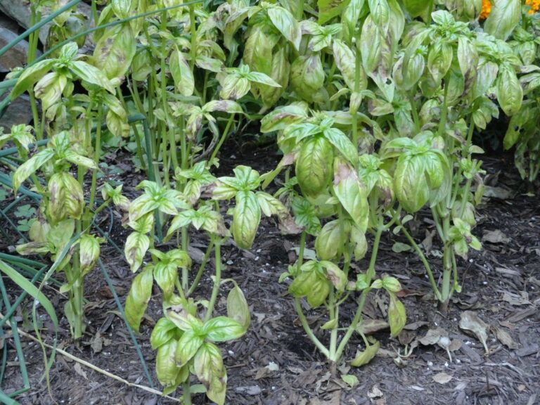 Basil Downy Mildew - Maine Organic Farmers and Gardeners