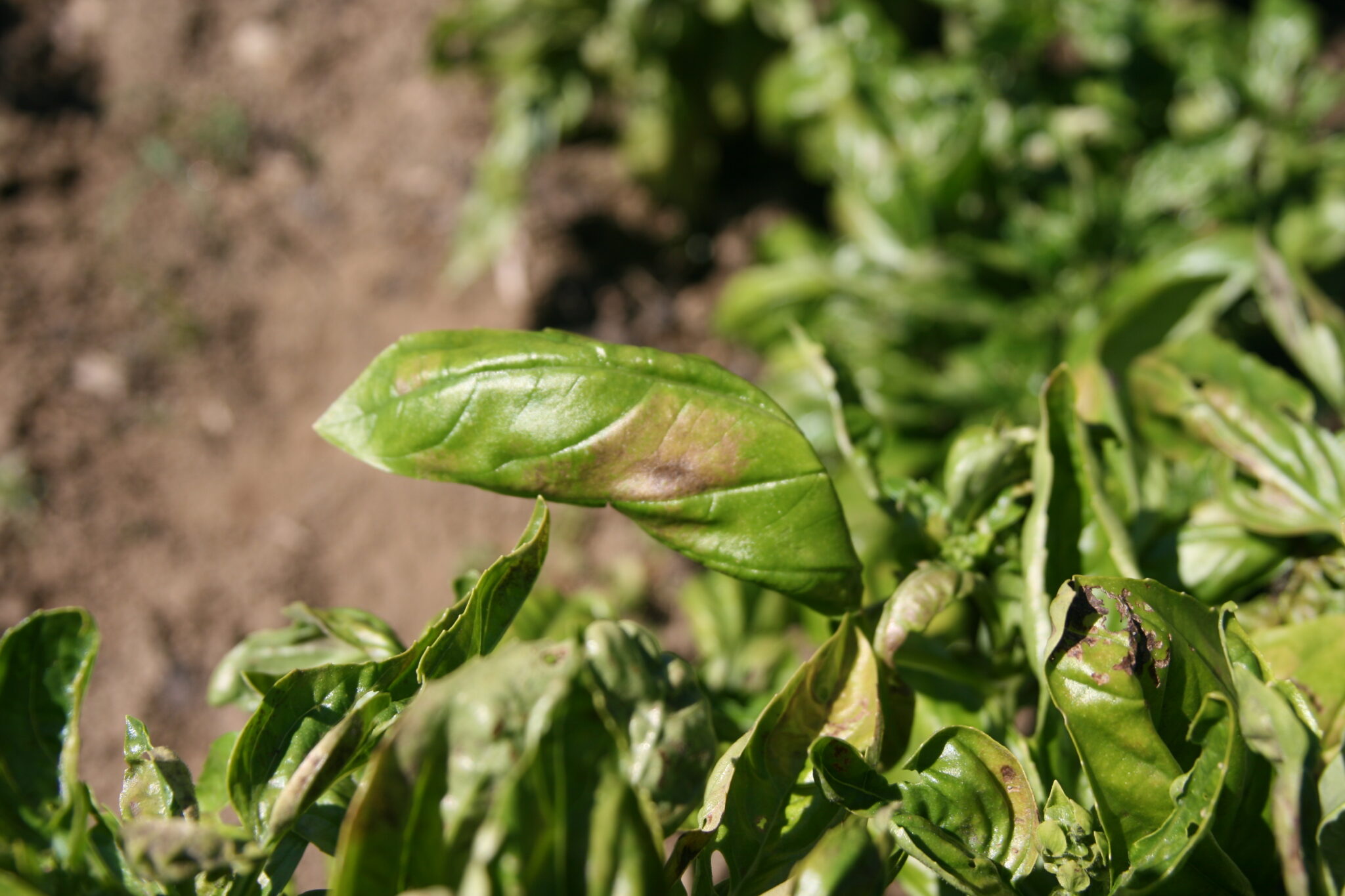 Basil Downy Mildew - Maine Organic Farmers and Gardeners