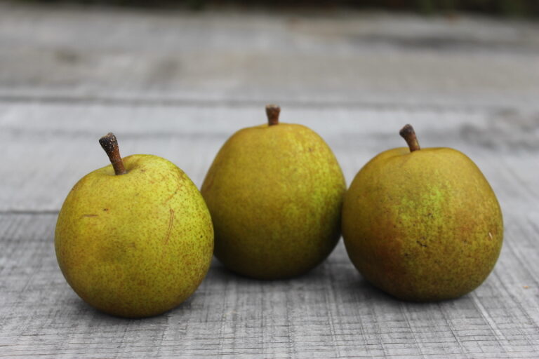 Old Pears Gain Ground in the Maine Heritage Orchard - Maine Organic ...