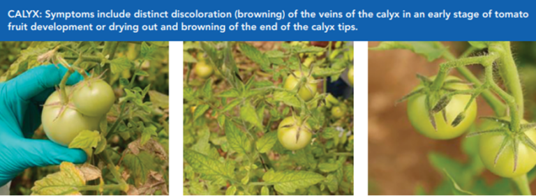 Tomato Brown Rugose Fruit Virus - Maine Organic Farmers and Gardeners