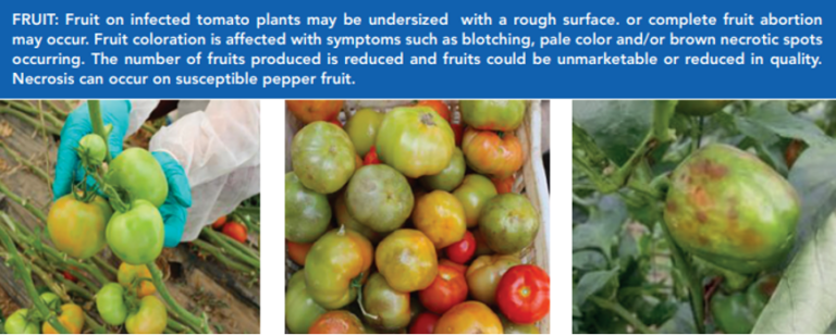 Tomato Brown Rugose Fruit Virus - Maine Organic Farmers and Gardeners