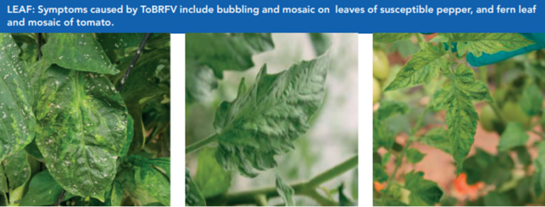 Tomato Brown Rugose Fruit Virus - Maine Organic Farmers and Gardeners