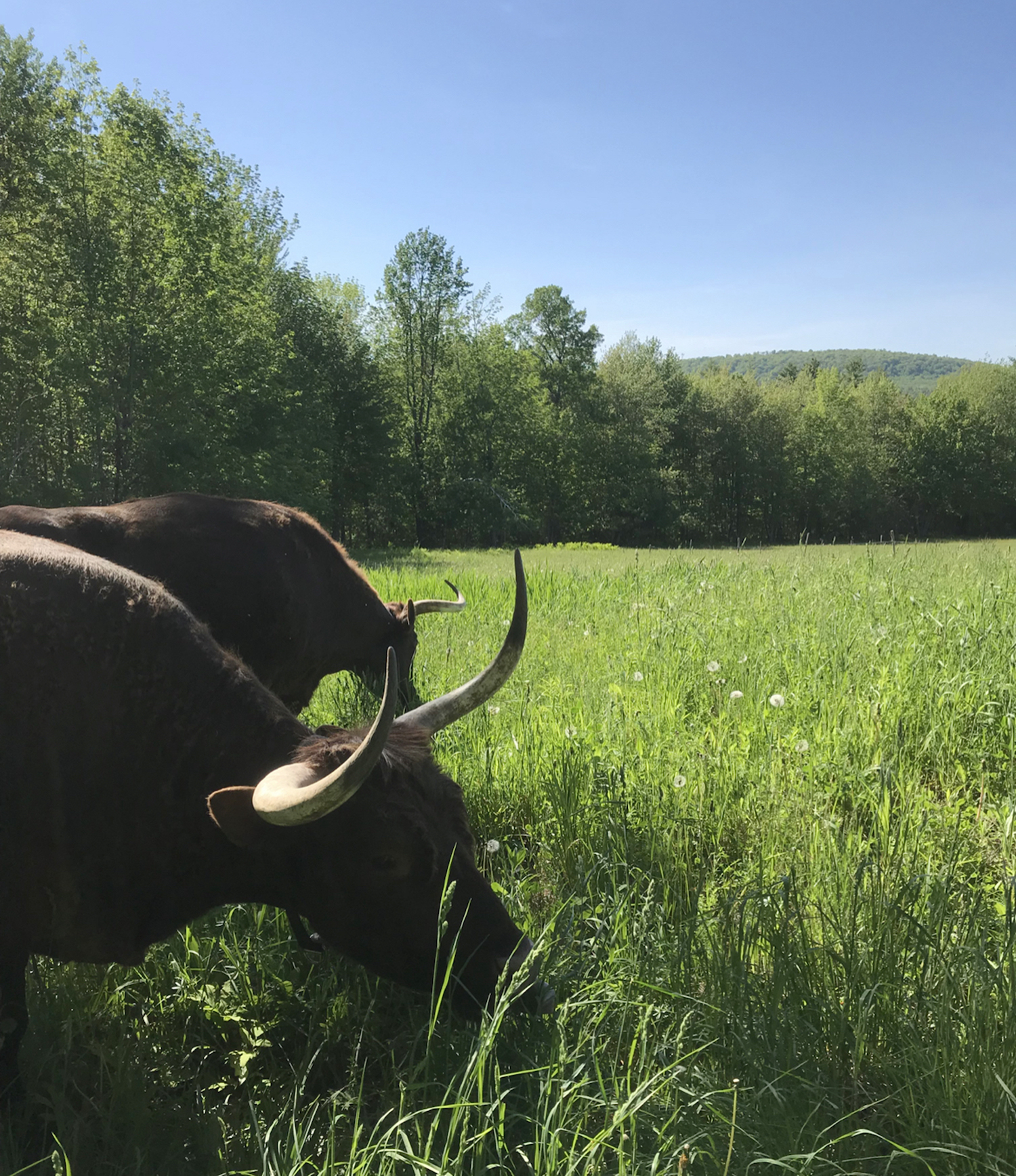 Daytripping: Farms and Gardens to Visit This Summer - Maine Organic ...