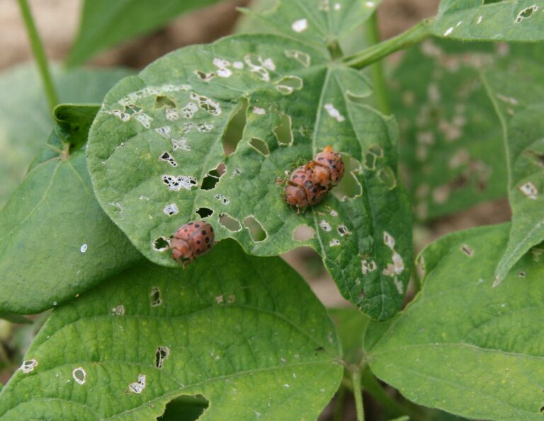 Mexican Bean Beetle - Maine Organic Farmers and Gardeners