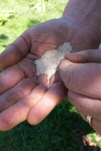 Every Seed Has a Story — And Every Seed Grower is Part of It - Maine ...