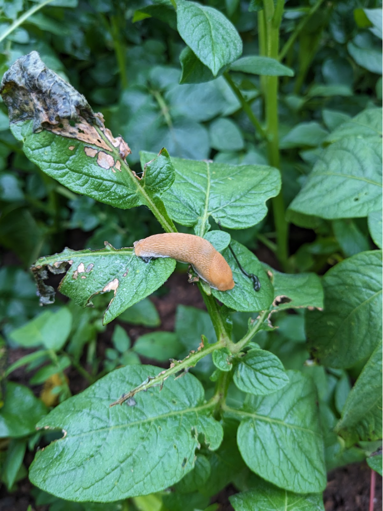 Slugs and Snails - Maine Organic Farmers and Gardeners