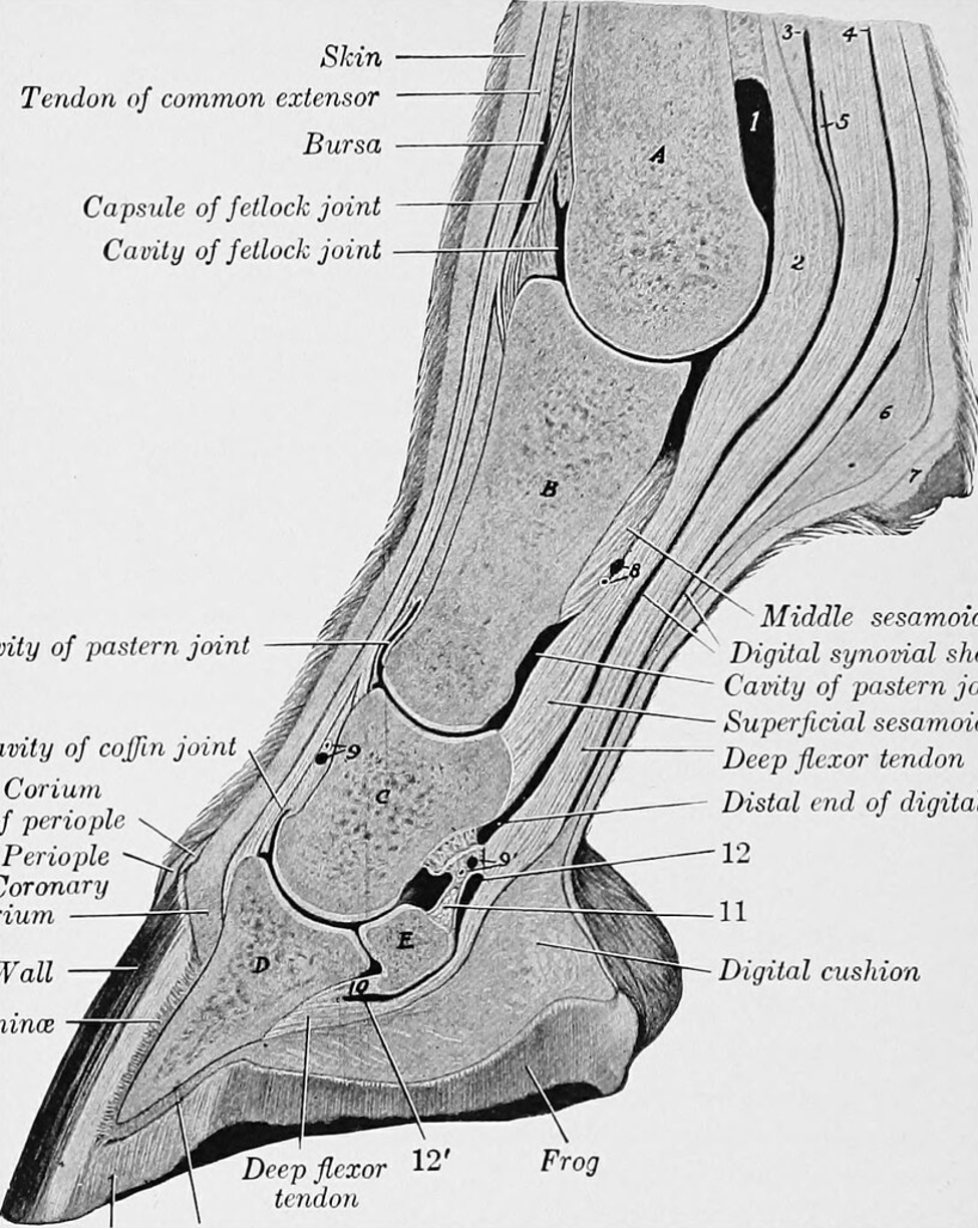 Why Would We Bother to Trim Hooves? - Maine Organic Farmers and Gardeners