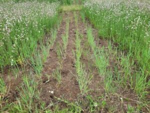 Kernza: An Ecological Grain Crop - Maine Organic Farmers and Gardeners