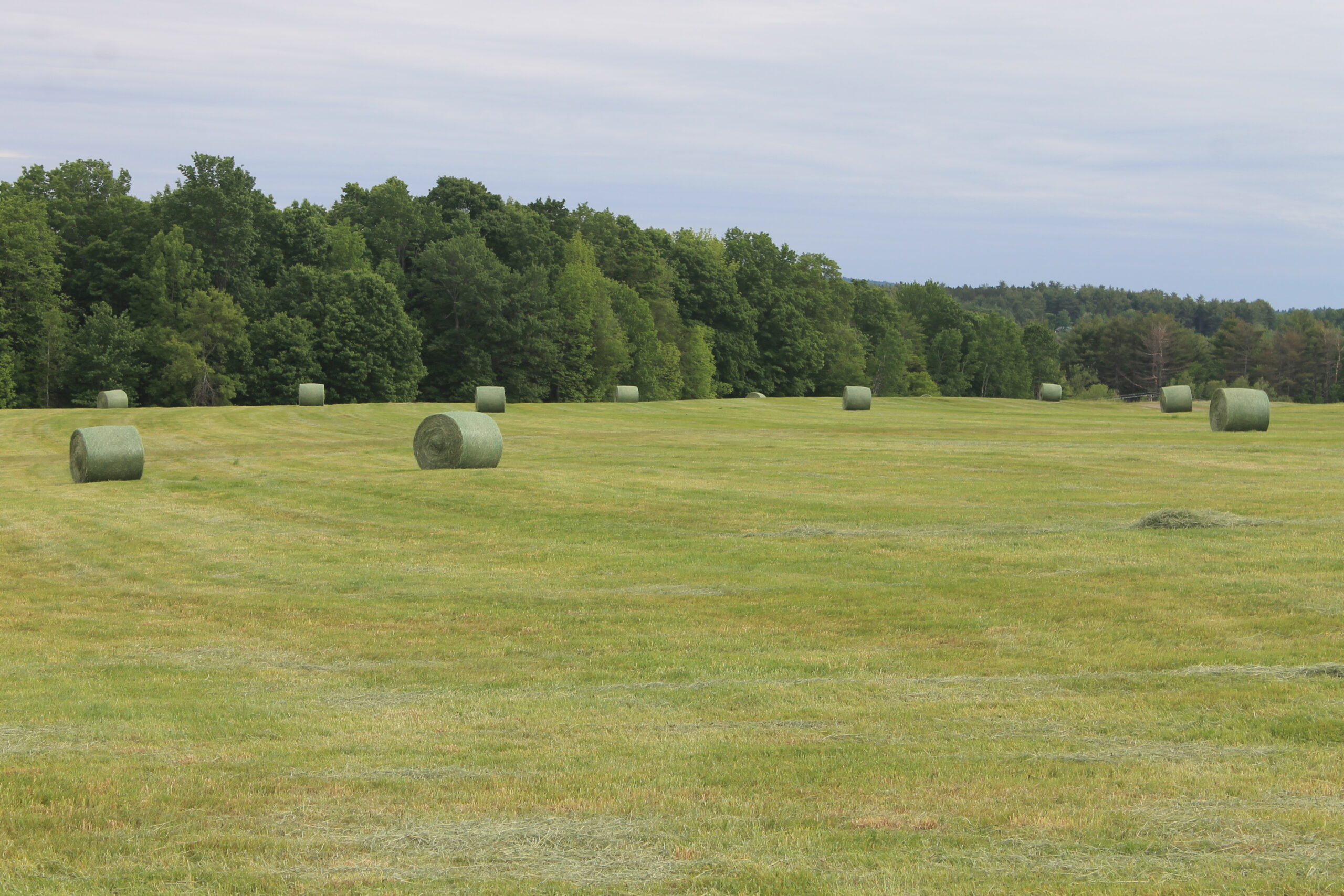 The Hopes and Hazards of Hay - Maine Organic Farmers and Gardeners