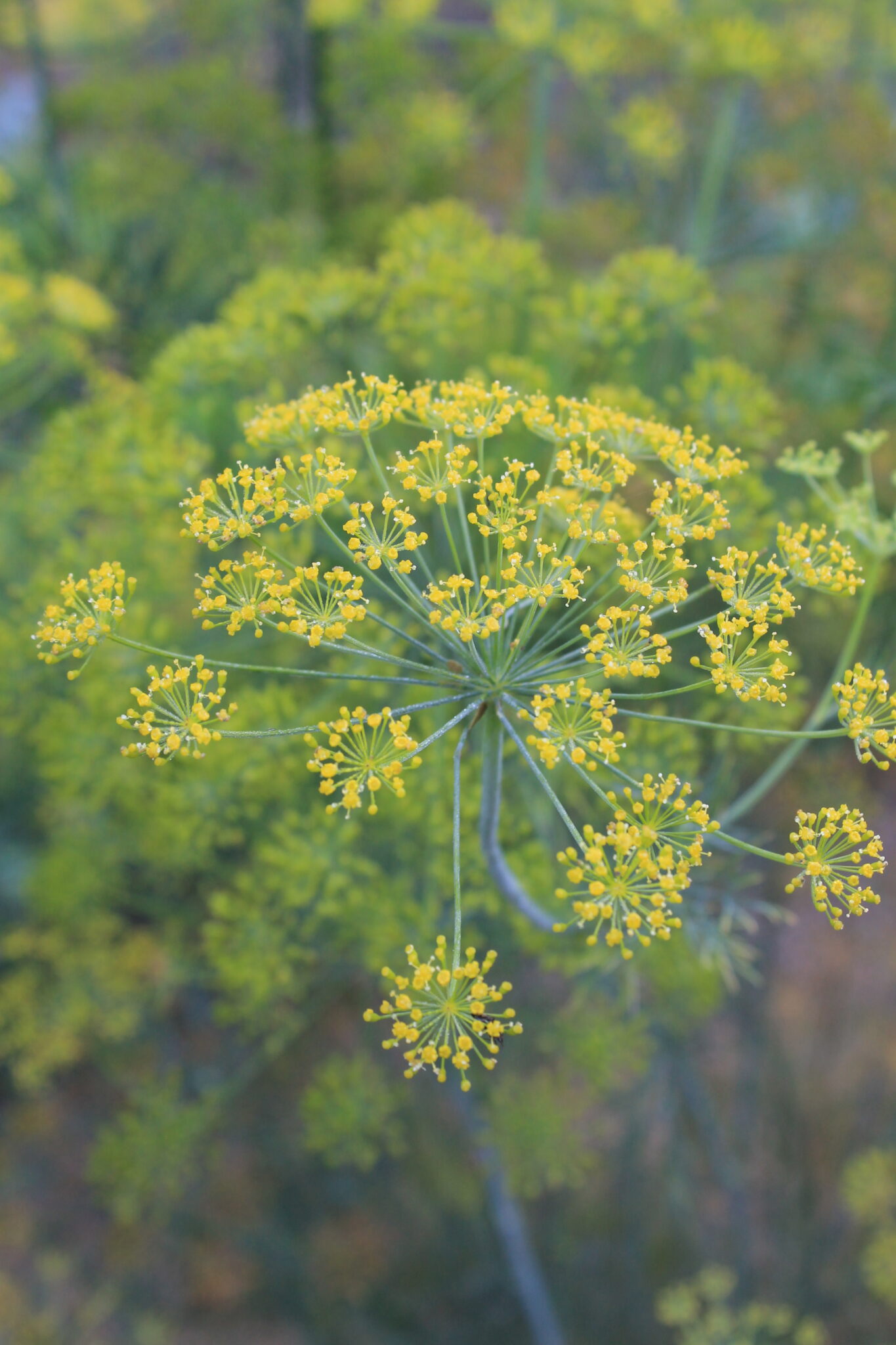Some Spices You Can Grow in Maine - Maine Organic Farmers and Gardeners