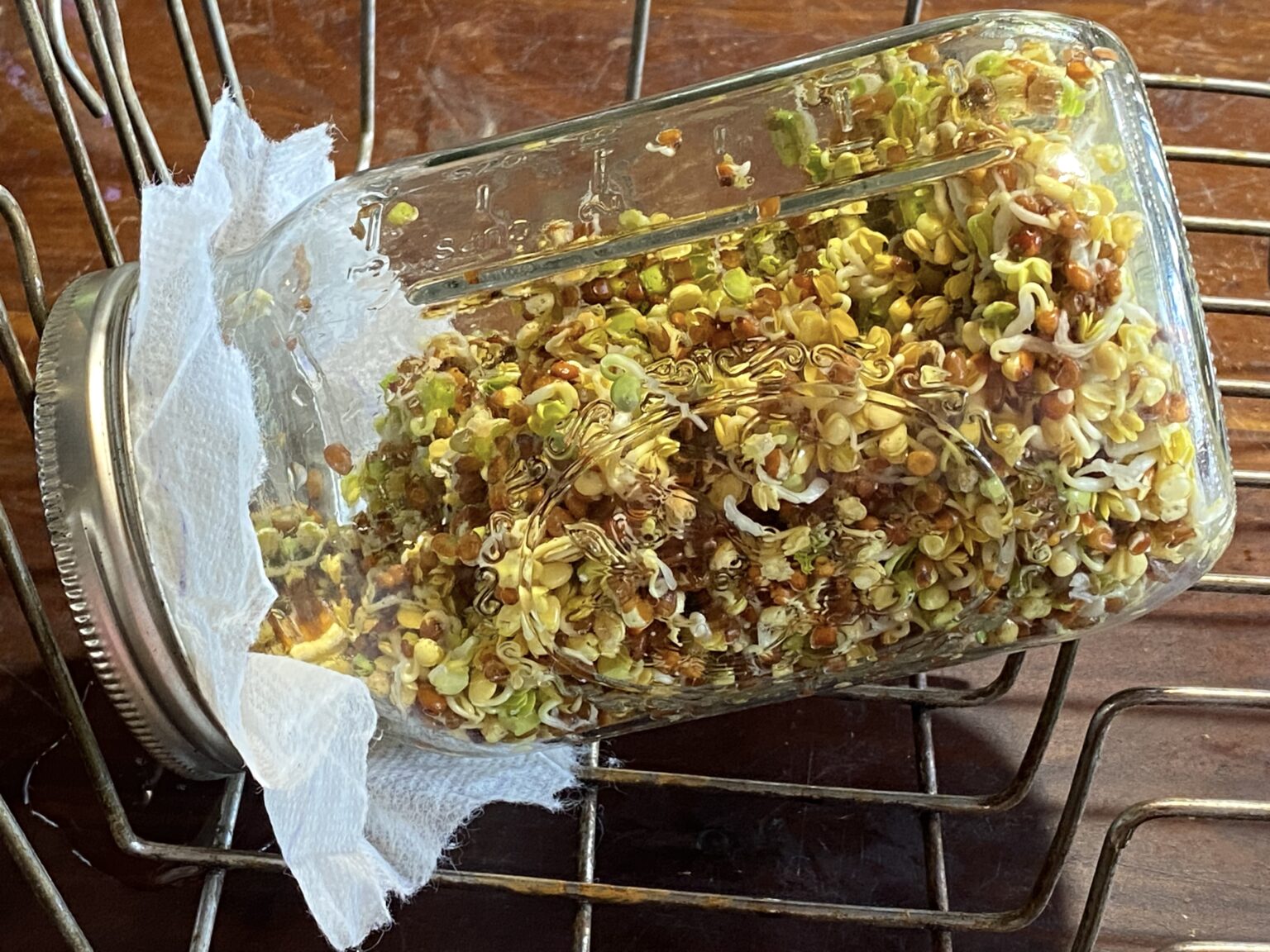 Grow Your Own Sprouting Seeds - Maine Organic Farmers and Gardeners