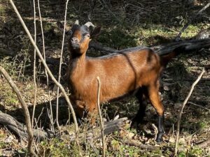 Choosing the Right Goat Breed for Your Homestead - Maine Organic ...