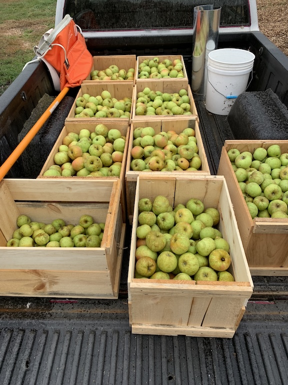 Looking Back and Looking Forward at the Maine Heritage Orchard - Maine ...